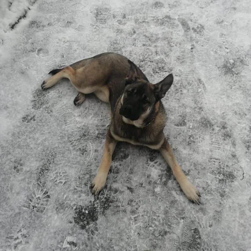 Собака в добрые руки хороший охранник