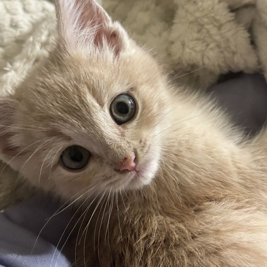 Ласкушка-мурлыка