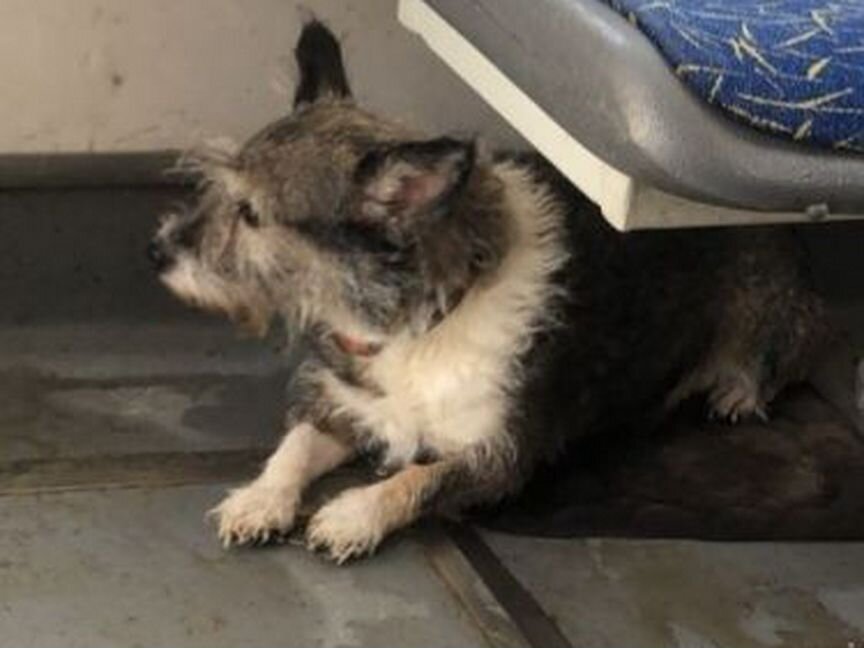 Керн терьер. Маленькая собачка