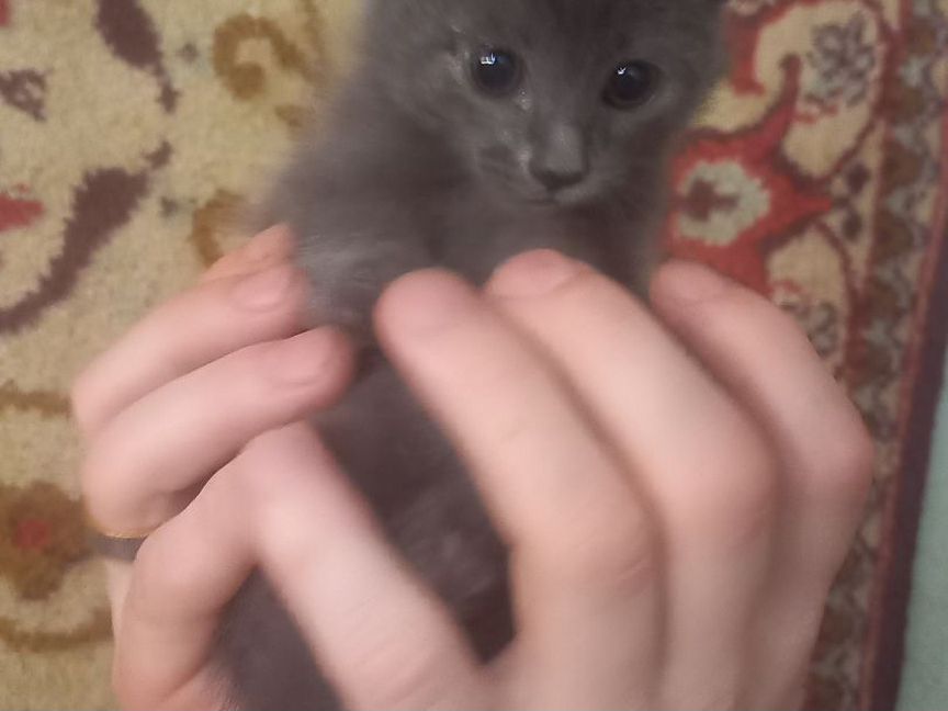 Русская отдам котята родились 5 мая