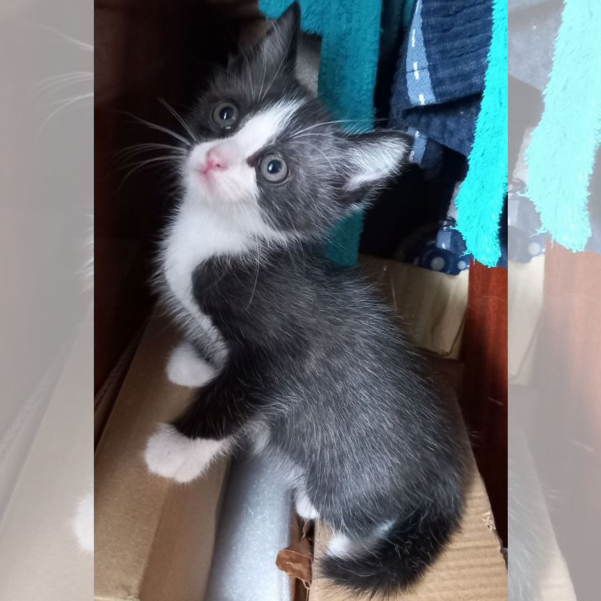 Котёнок в добрые руки