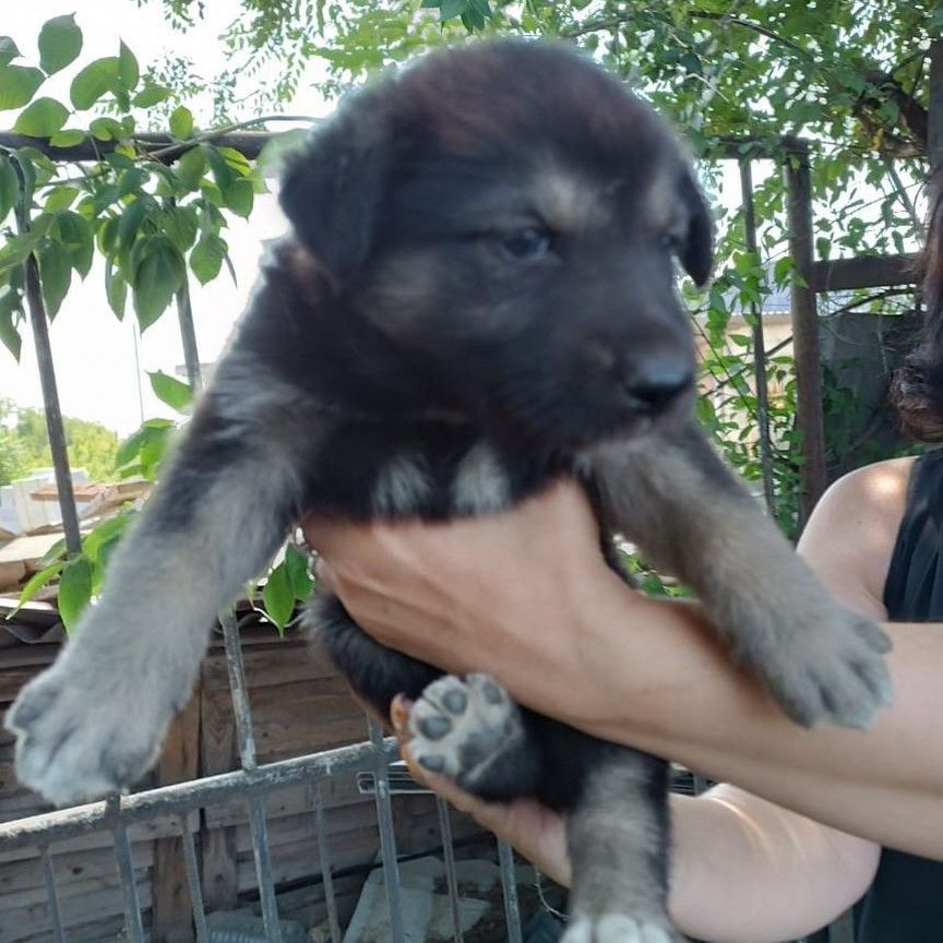 Щенки помесь немецкой овчарки