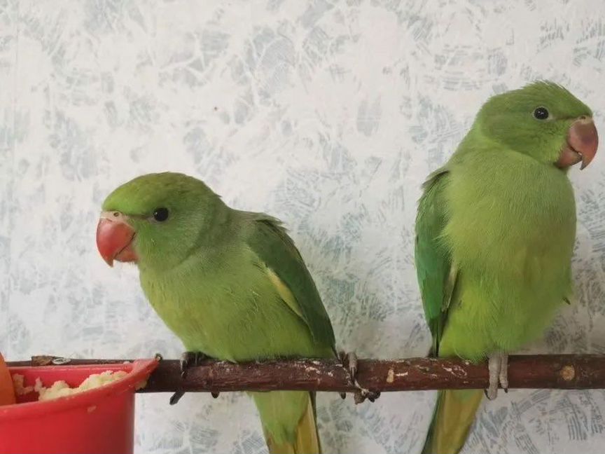 Попугай ожереловый