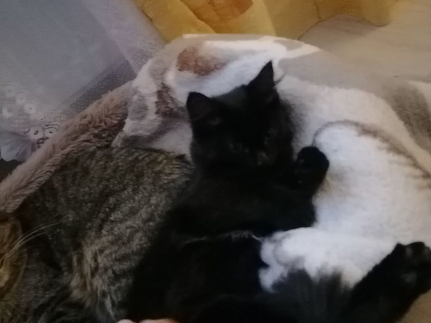 Маленький котенок девочка в добрые руки