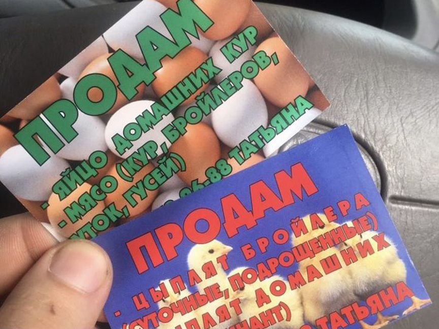 Продам цыплят