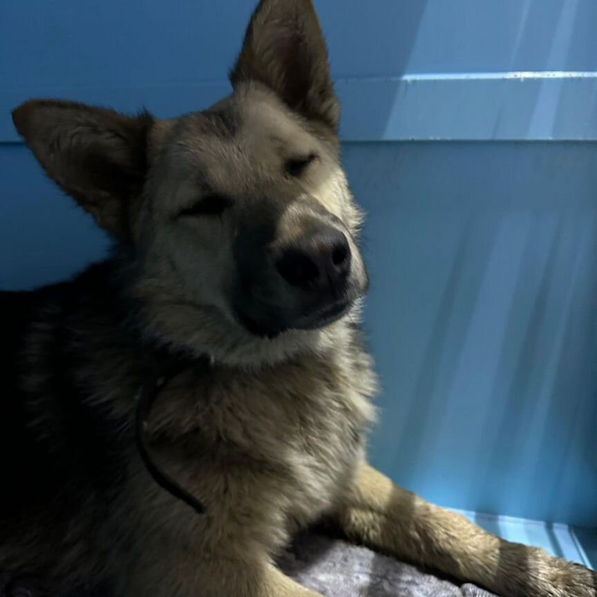 Зея,щенок,выпуск туда,где убьют,нужен дом и семья