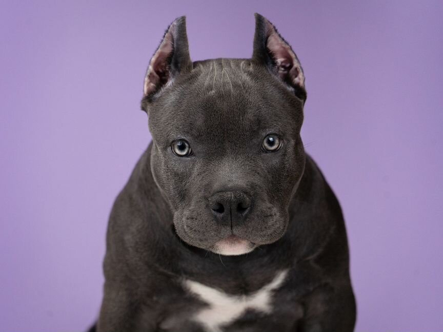 Американский булли покет