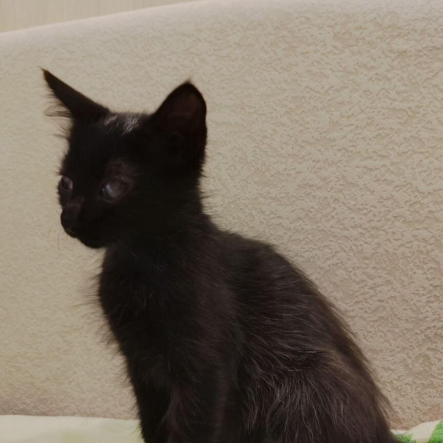 Котенок