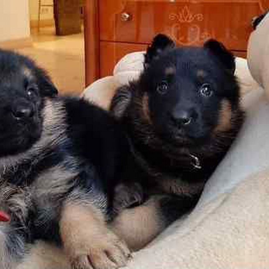 Немецкая овчарка, щенок