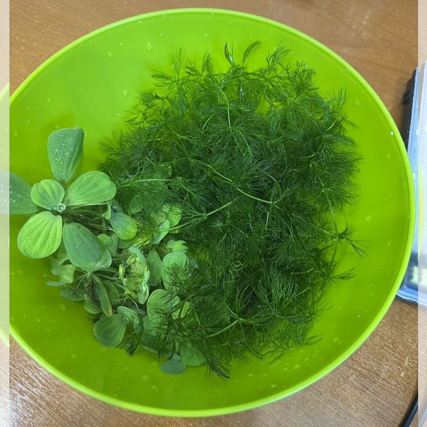 Растения для аквариума