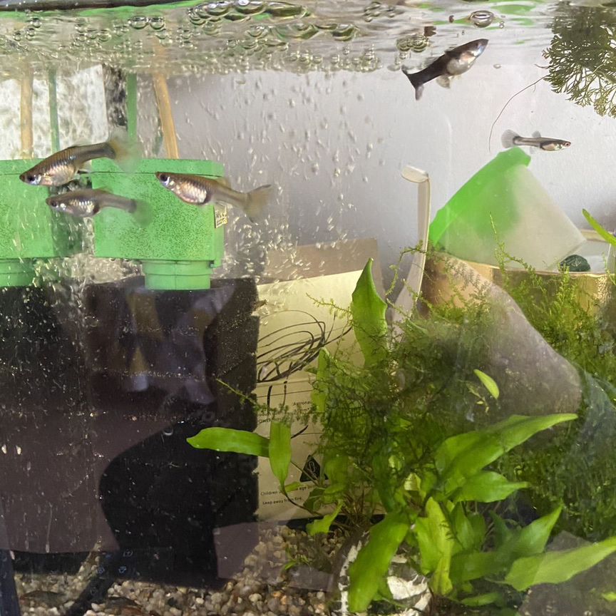 Рыбки гуппи