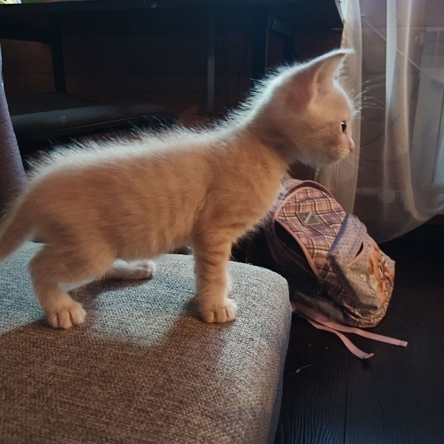 Котенок мальчик в добрые руки, бесплатно