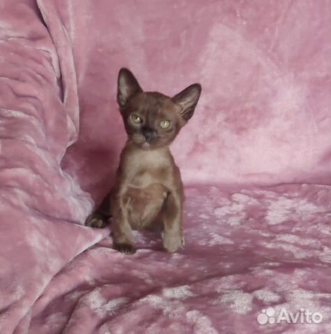 Ласковый бурманский котенок. Видео