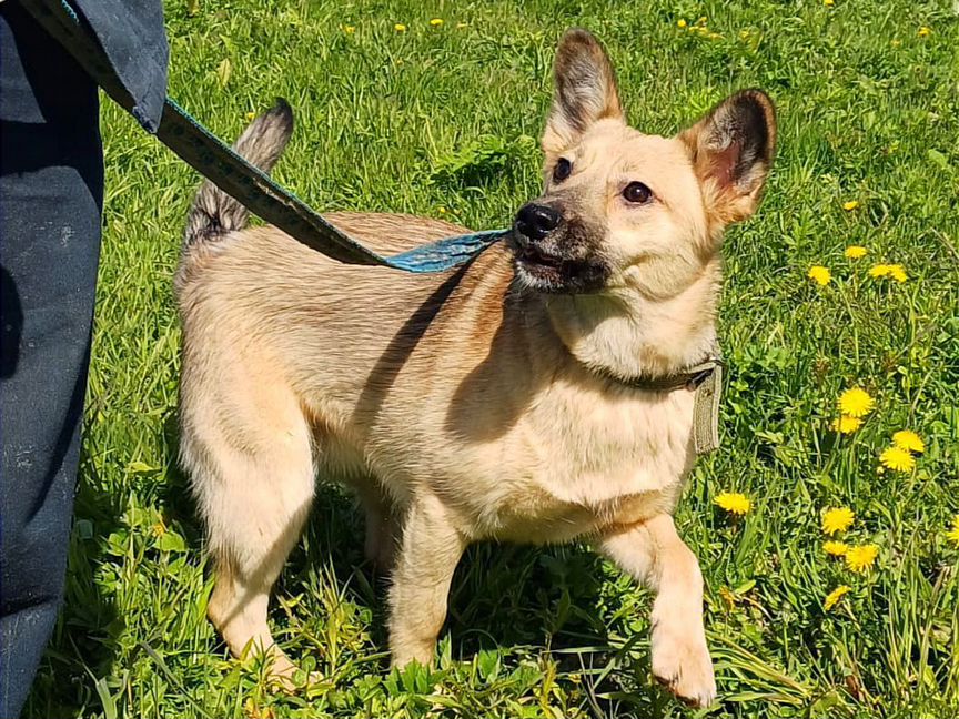 Маленькая собачка ищет дом