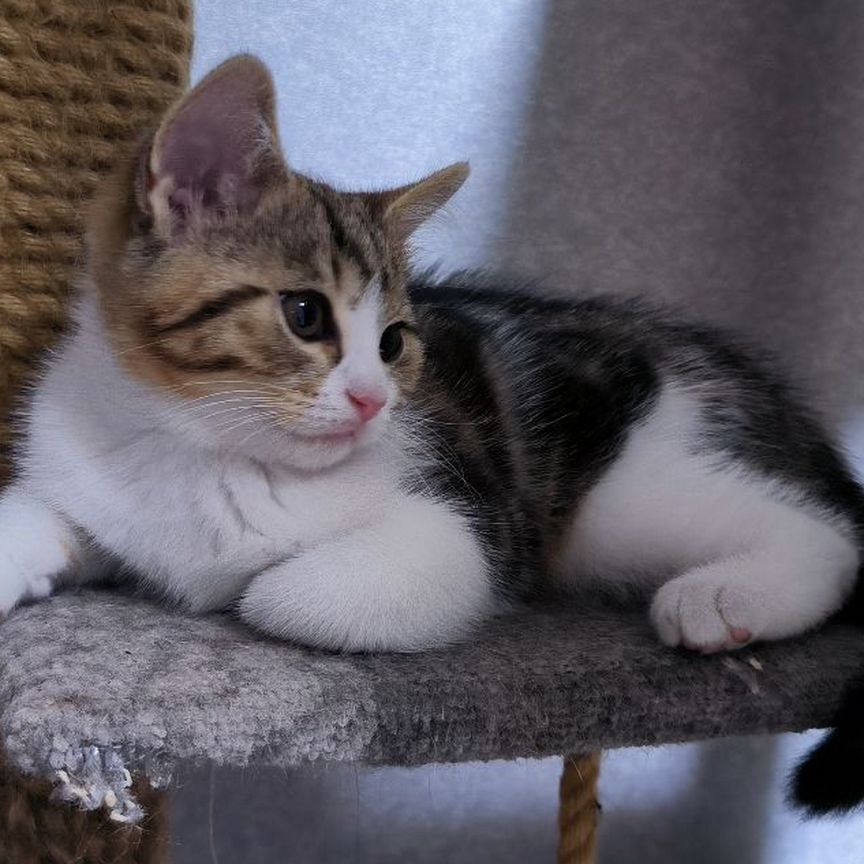 Шотландский прямоухий короткошёрстный котёнок