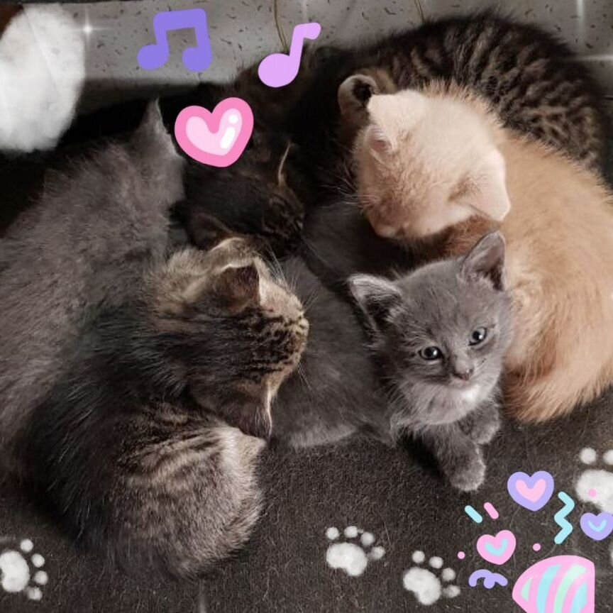 Отдам котят в хорошие, добрые руки