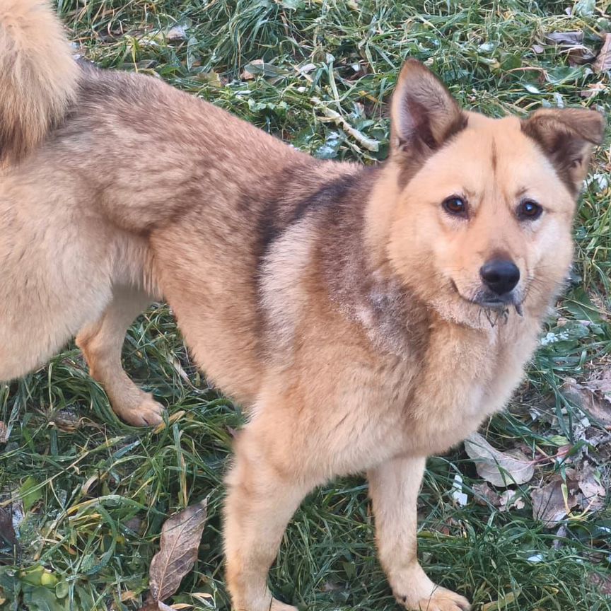 Взрослая собака в добрые руки