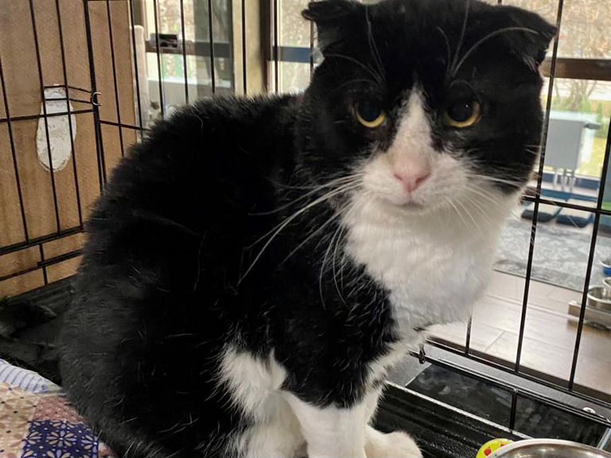 Очень крупный добрый кот Шипик в добрые руки