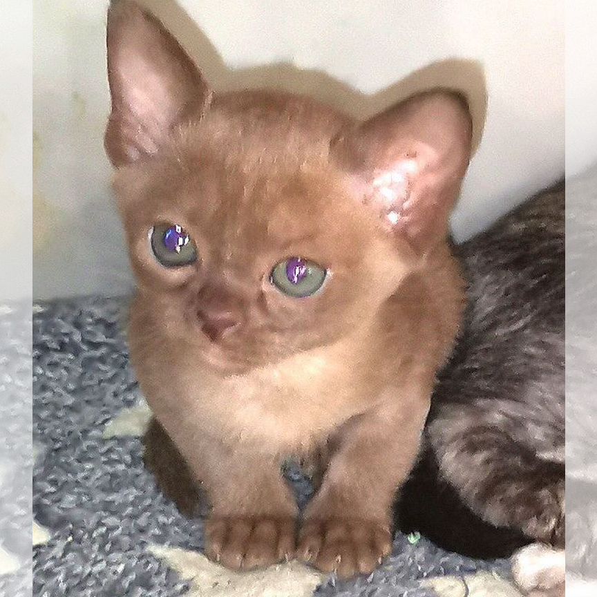 Европейский бурманский котёнок