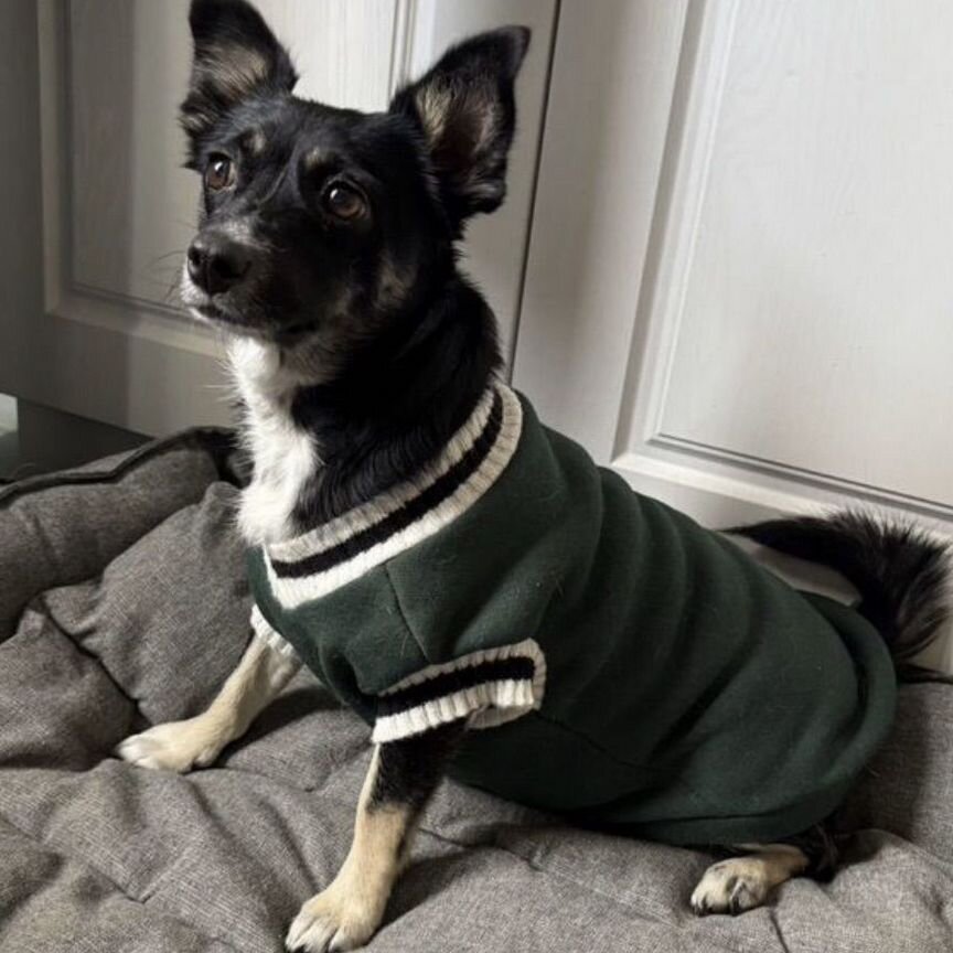 Взрослая собака в добрые руки