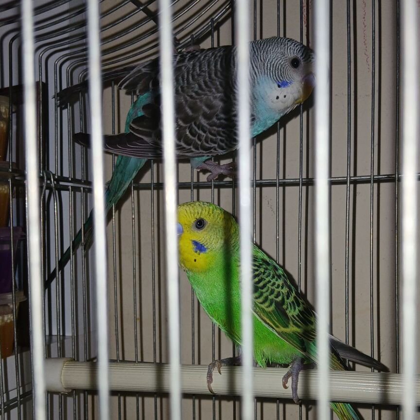 Волнистый попугай