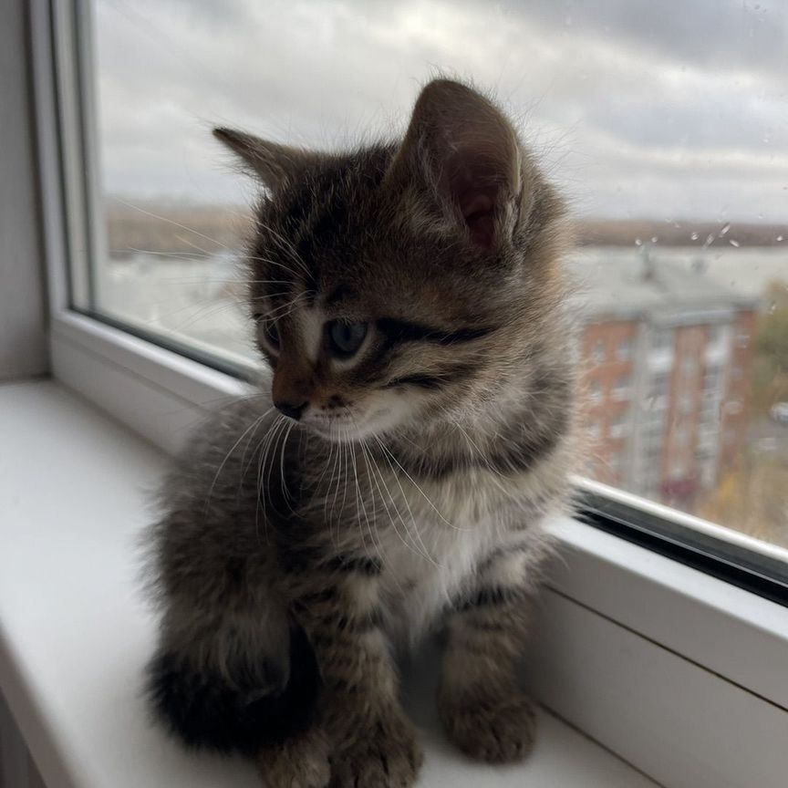 Котята от русской голубой кошки