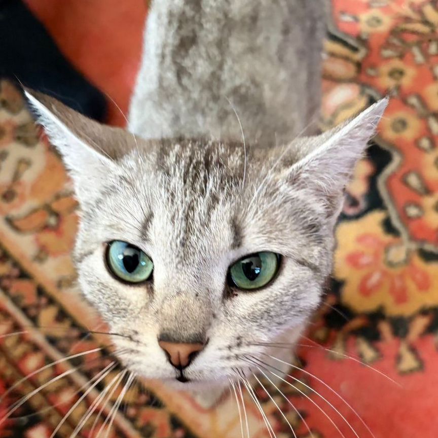 Шотландская прямоухая короткошёрстная, взрослая кошка