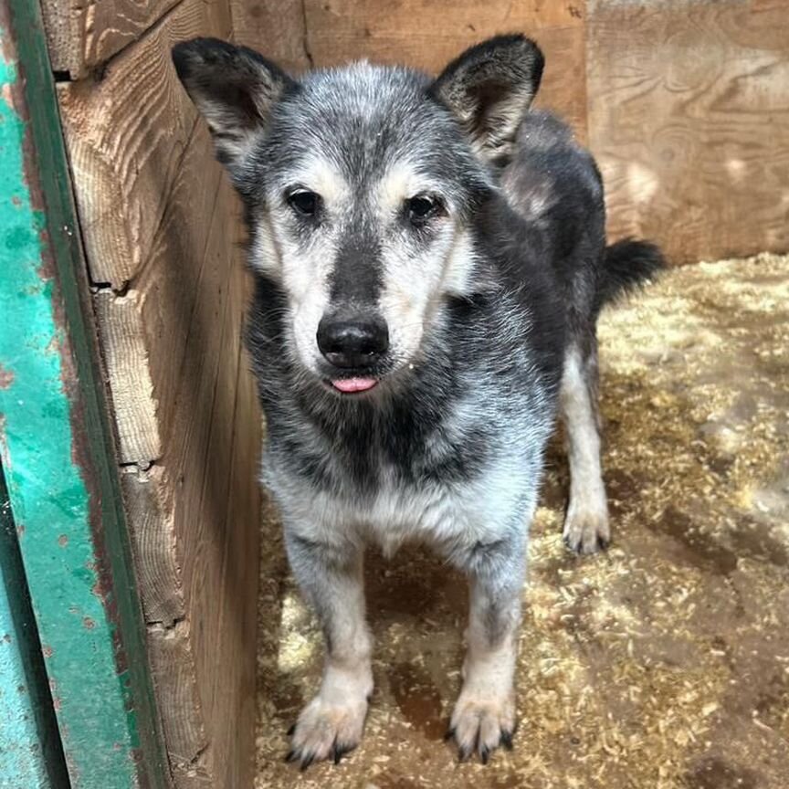 Взрослая собака в добрые руки
