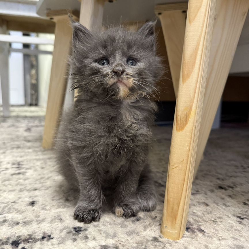 Мейн-кун котёнок