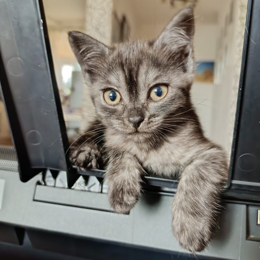 Котята девочки