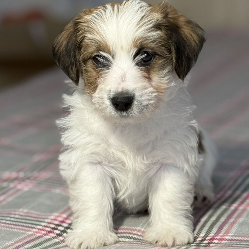 Джек-рассел-терьер, щенок