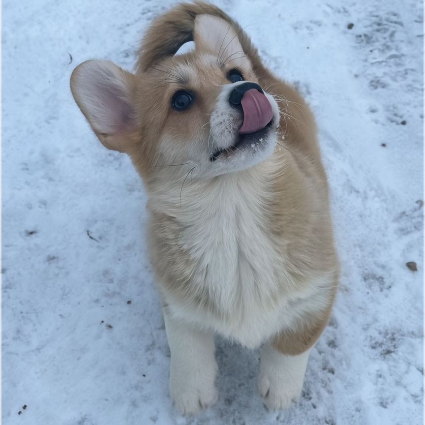 Вельш Корги Пемброк, щенок