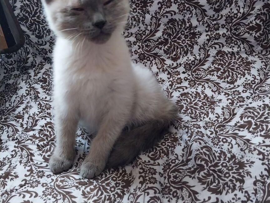 Кот шотландский блю-поинт прямоухий