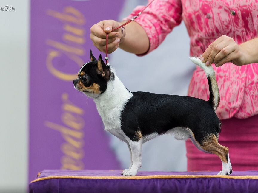 Вязка кобель чихуахуа