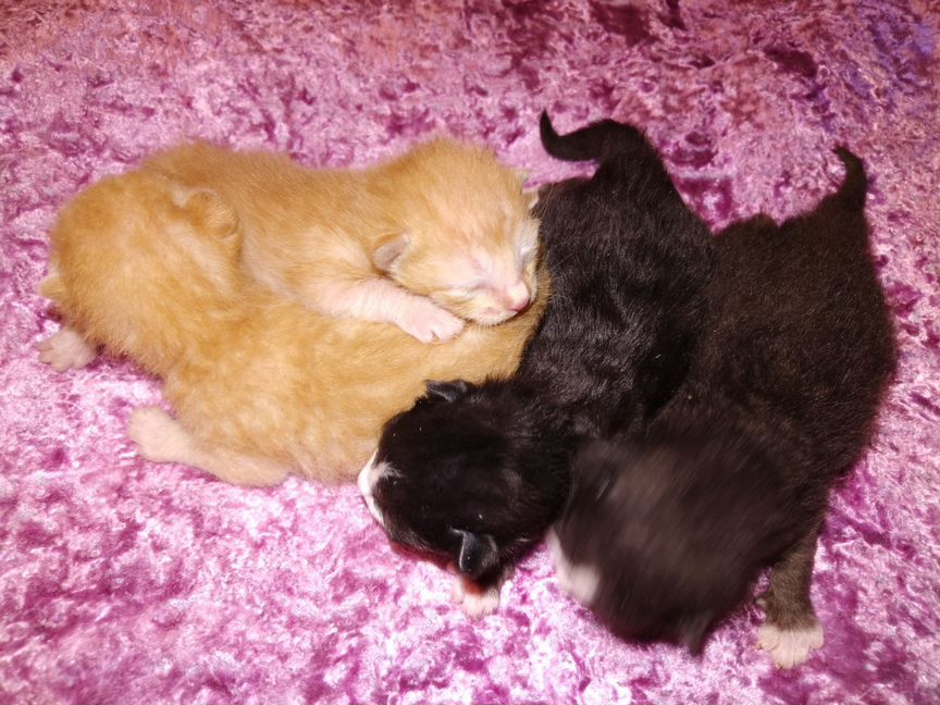 Котята двойняшки