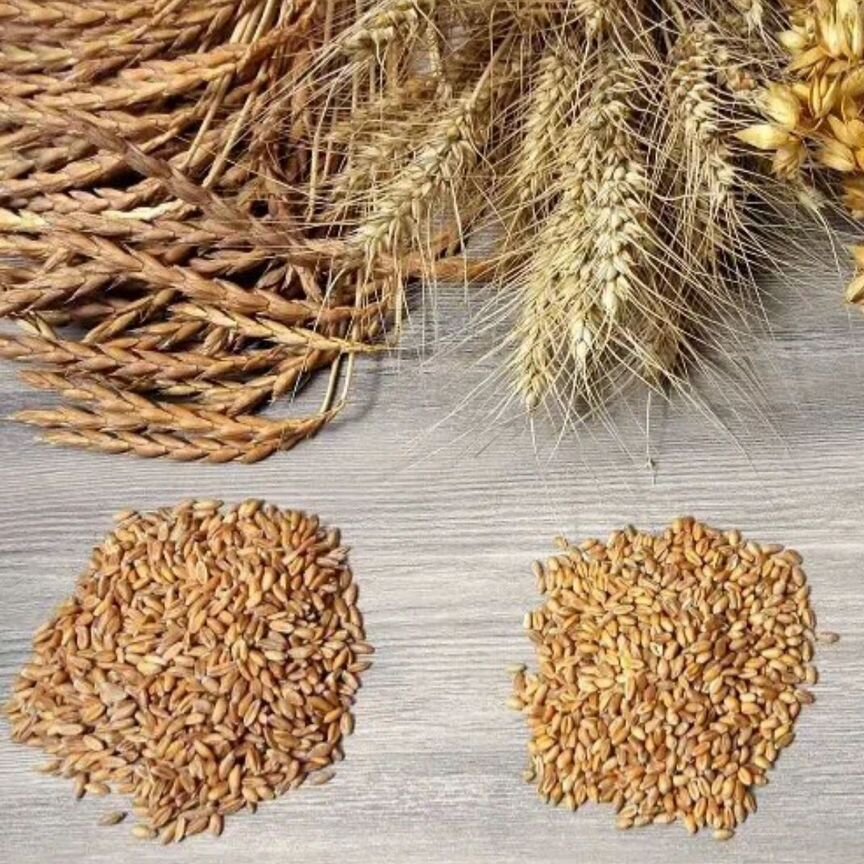 Зерно пшеница ячмень