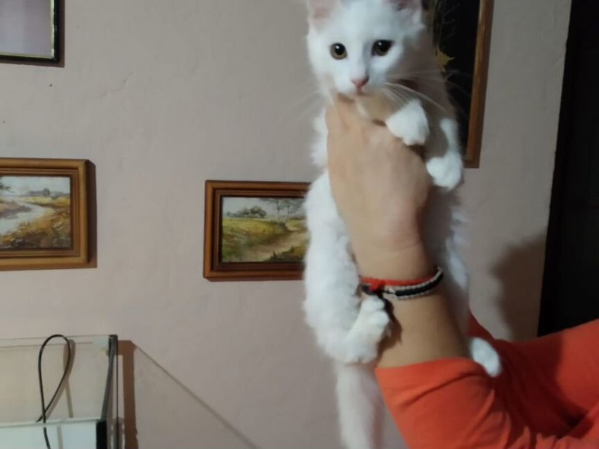 Котята Ангорка в очень добрые руки