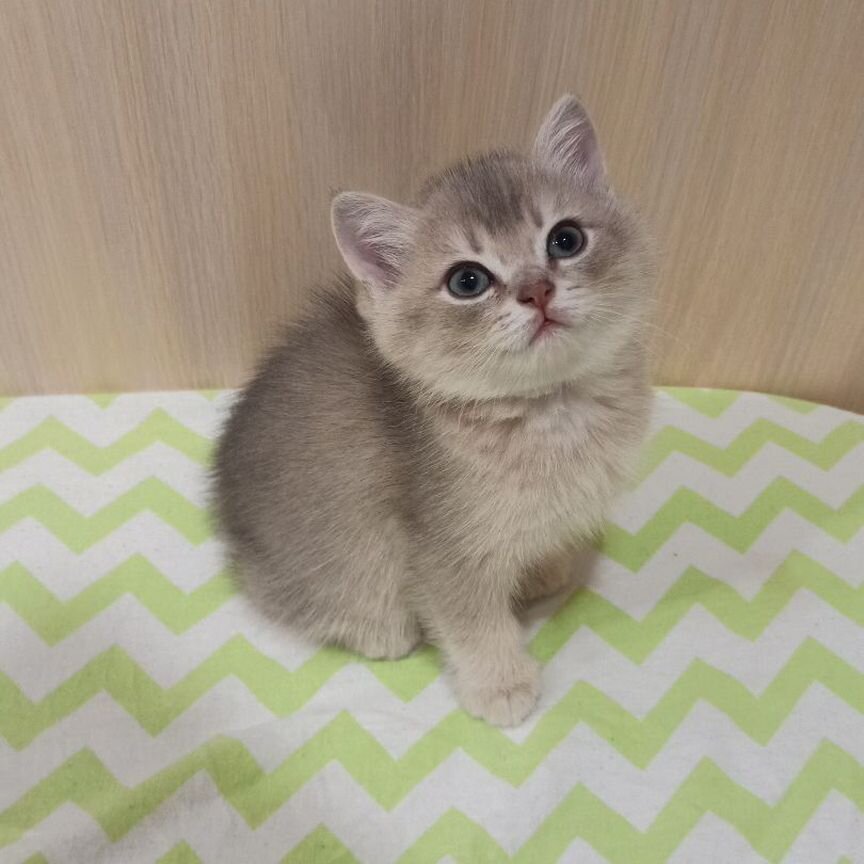 Шотландская