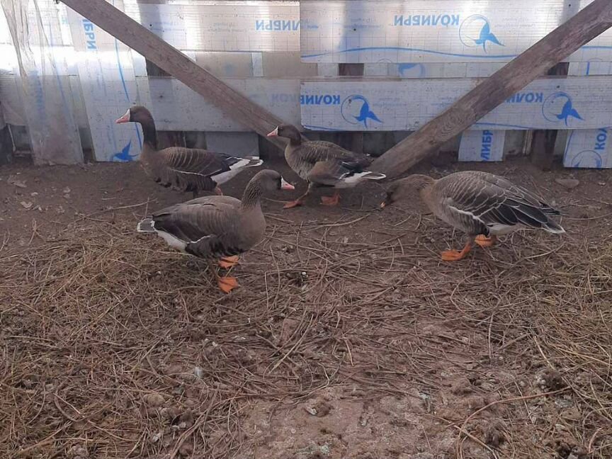 Гуси дикие белолобые