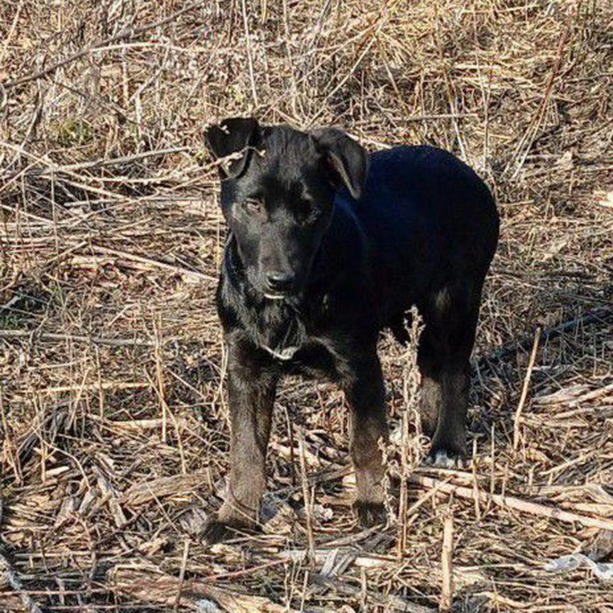 Щенок мальчик в добрые руки, привезу