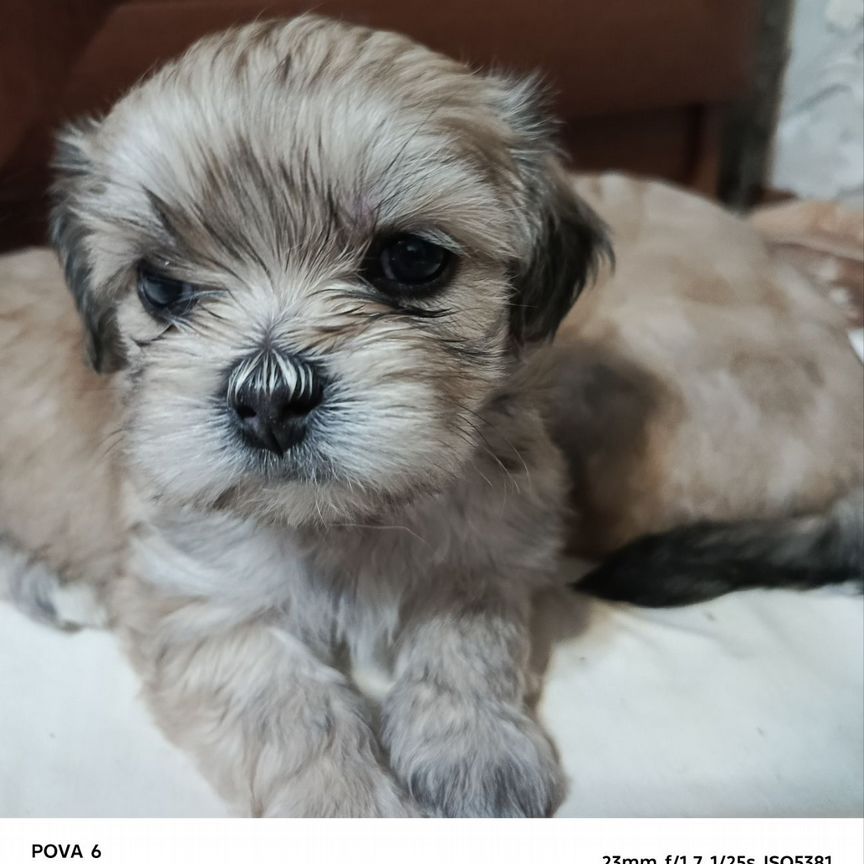 Ши-тцу, щенок