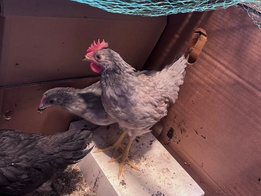 Молодые петухи