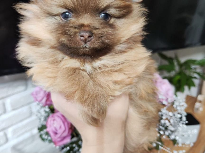 Померанский шпиц