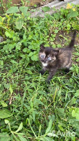 Сьюзи хочет жить