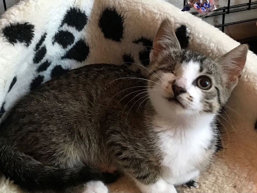 Особенная кошечка