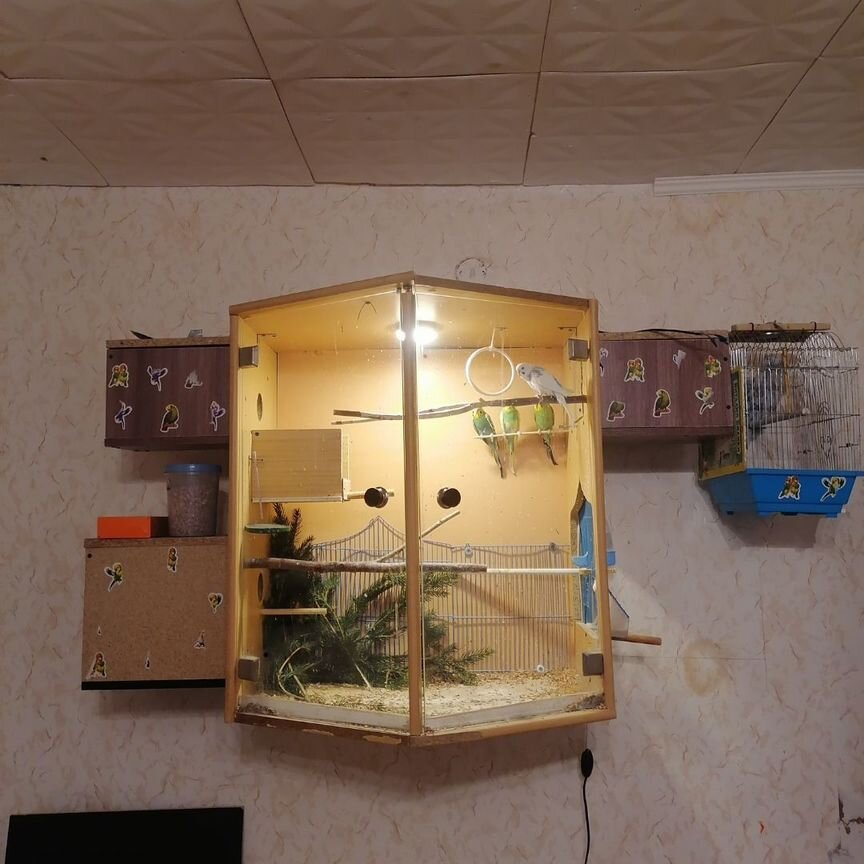 Волнистые попугаи