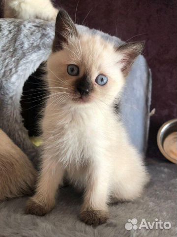 Тайские котята
