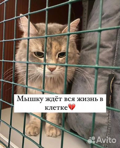Хозяйка уехала и теперь Мышку ждет жизнь в клетке