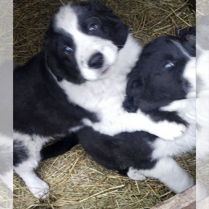 Бордер-колли, щенок