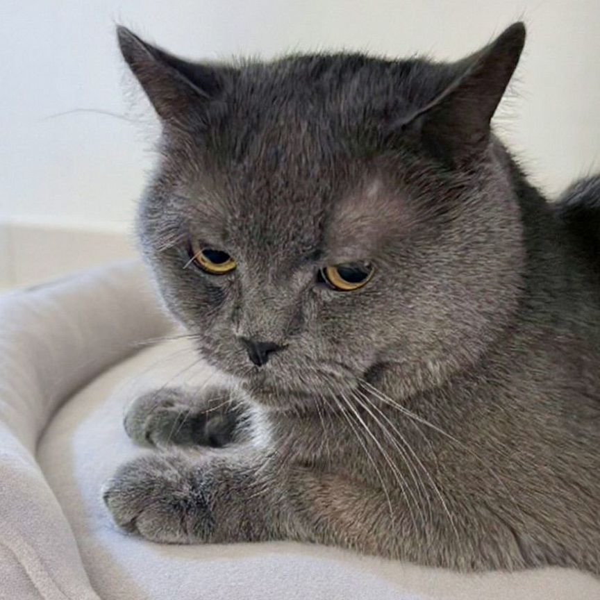 Британский котик в добрые руки